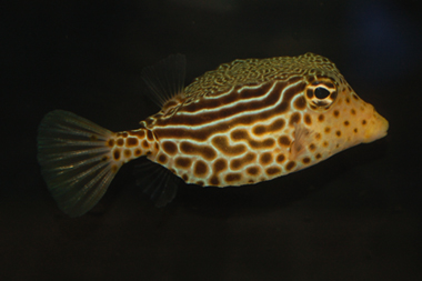 Scribbled Boxfish - Female - Ostracion solorensis